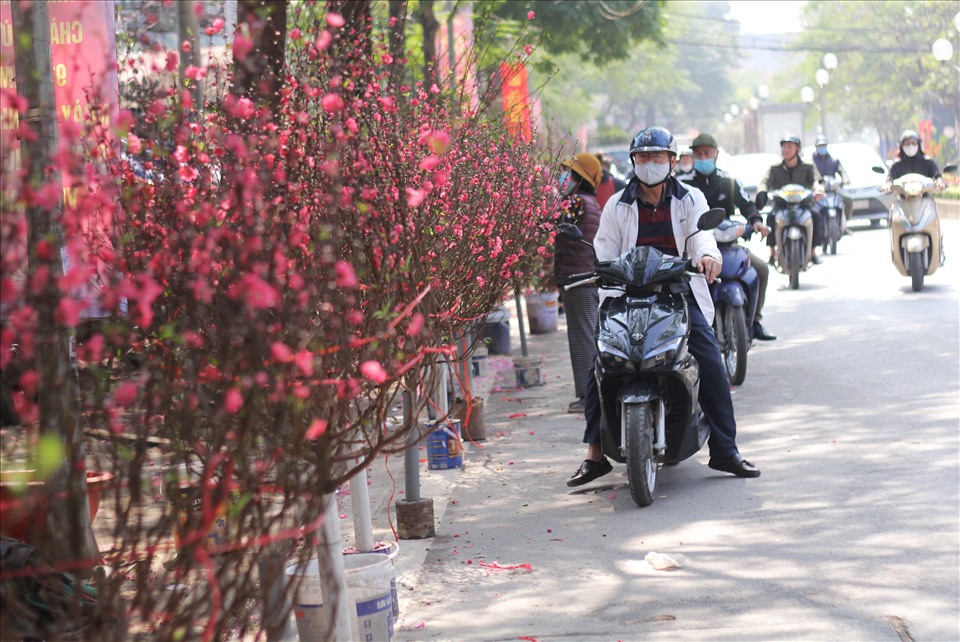 Xót ruột cảnh đào Tết bị vứt la liệt ở ven đường ngày cận Tết