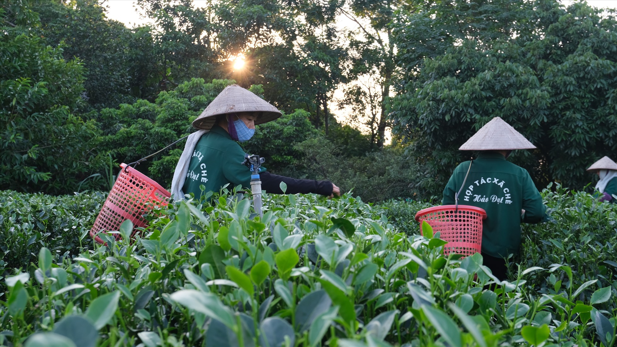 Mong ước giản đơn của những người phụ nữ hái chè